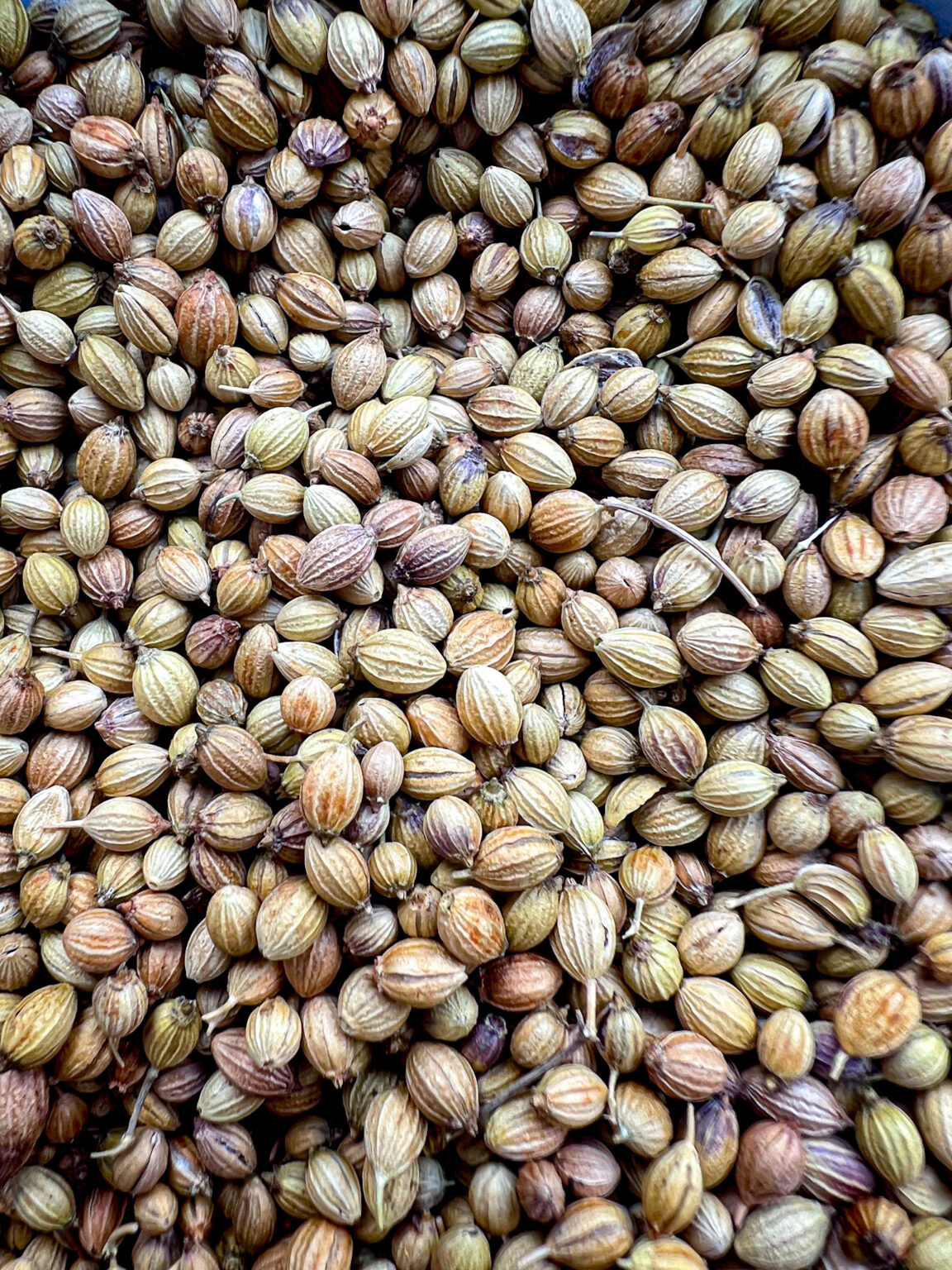 2-Minute Homemade Coriander Powder - Two Cloves In A Pot